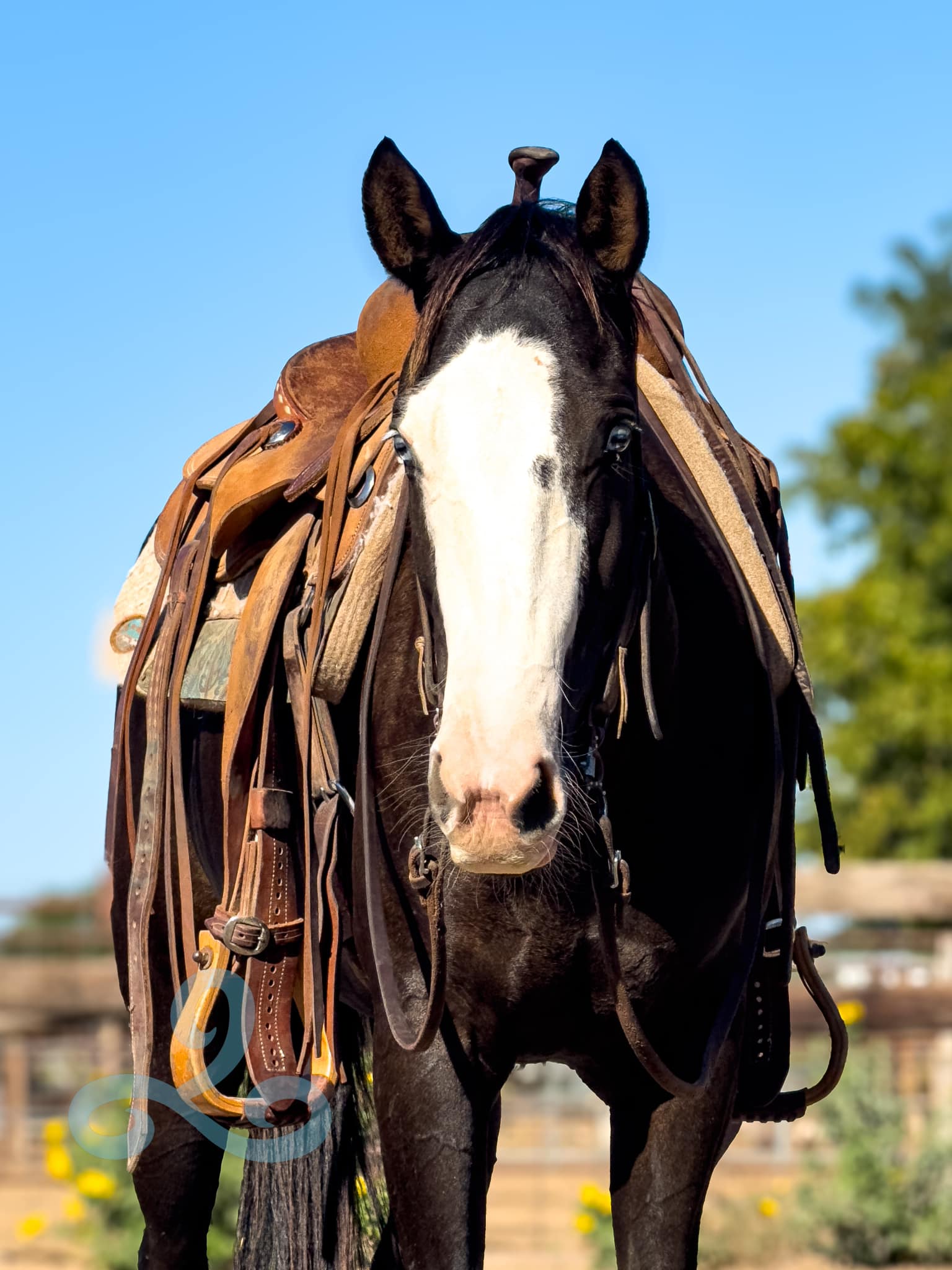 To The 9’s Available Horses - Cloud 9 Performance Horses