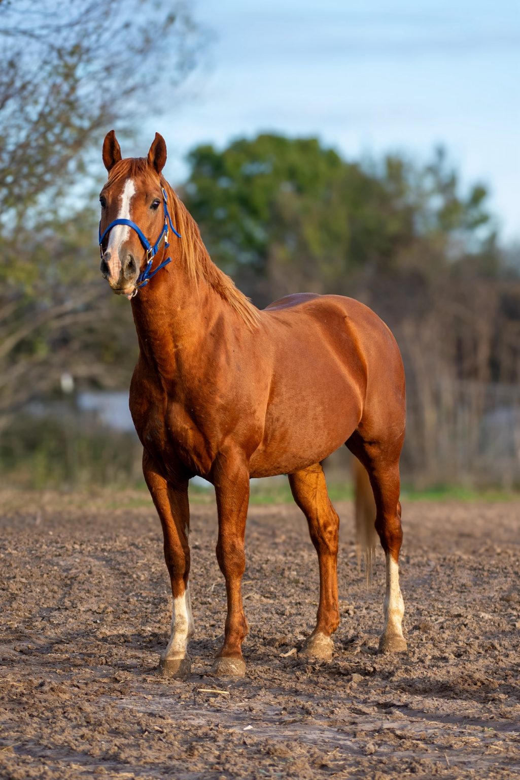 Vintage Kola - Cloud 9 Performance Horses