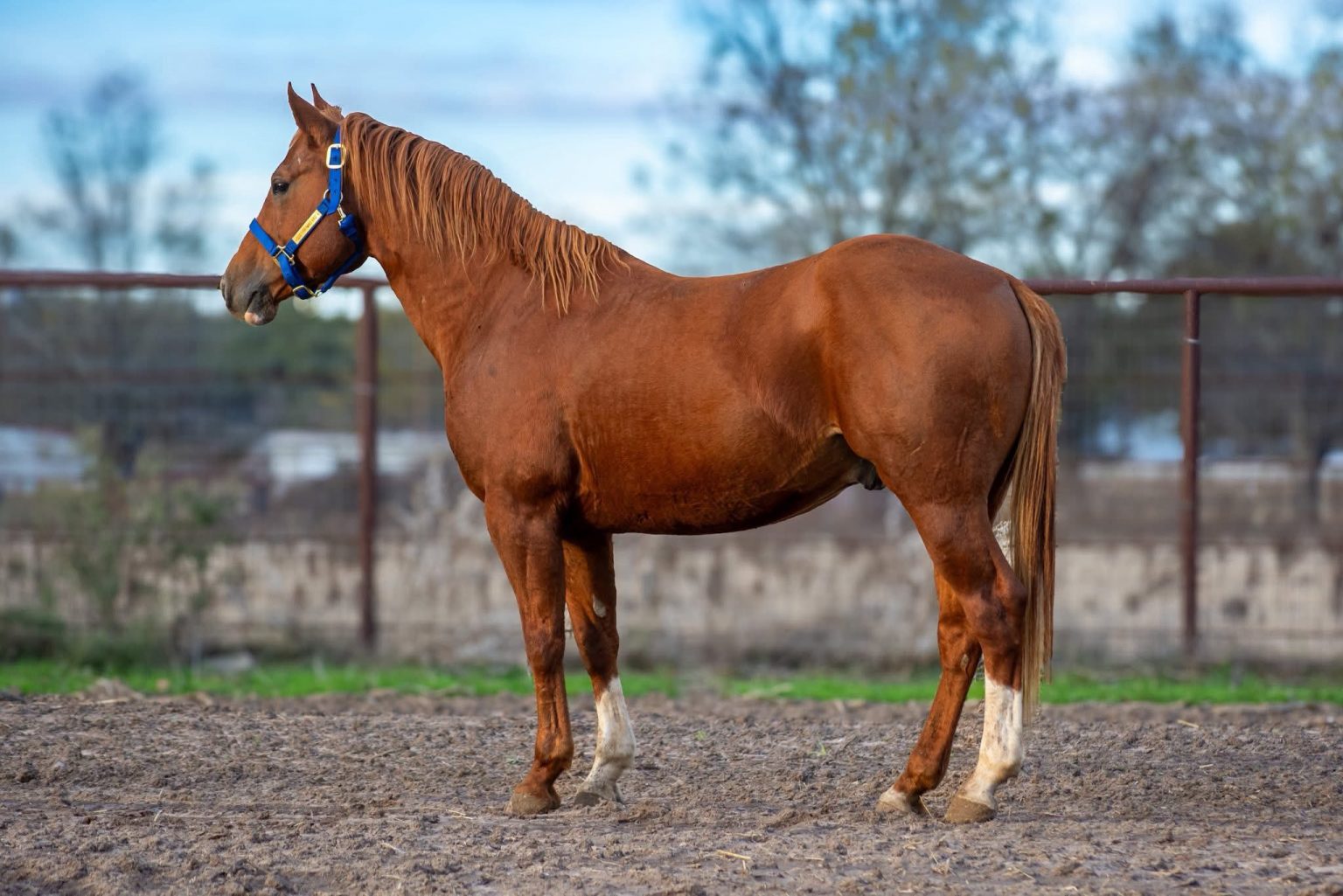 Vintage Kola - Cloud 9 Performance Horses