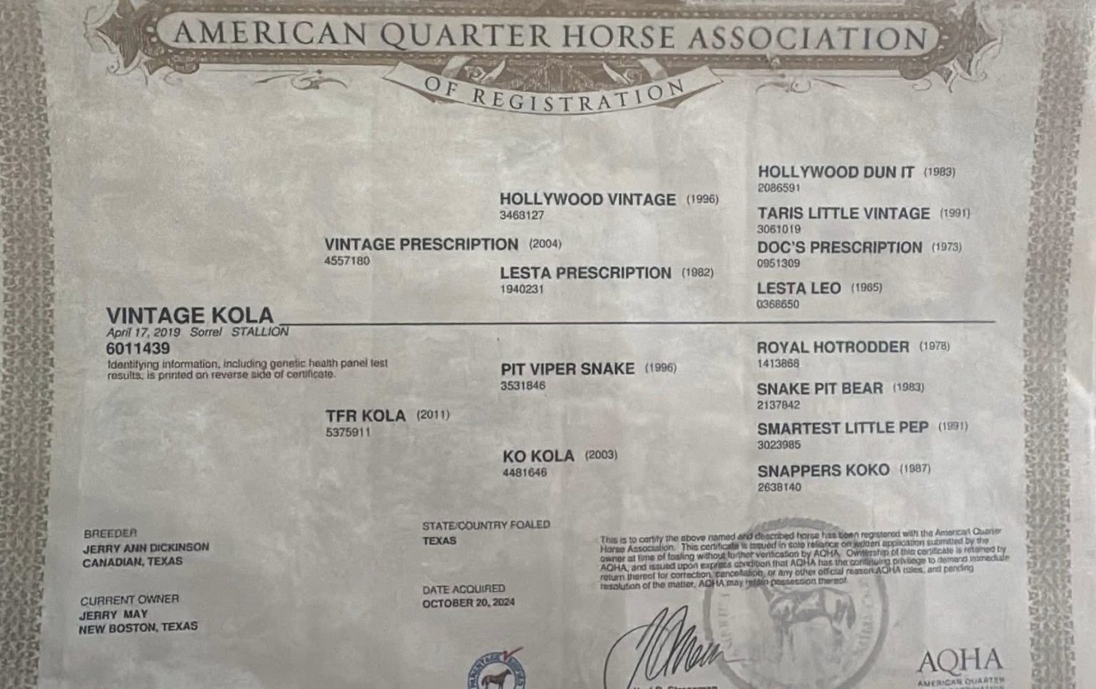 Vintage Kola - Cloud 9 Performance Horses